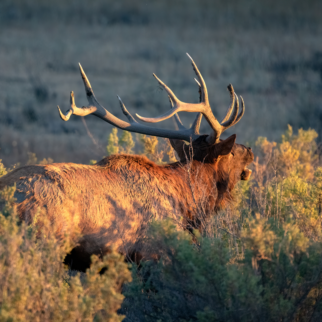 Hunters Against Hunger Program Returns for Season - Montana Food Bank ...